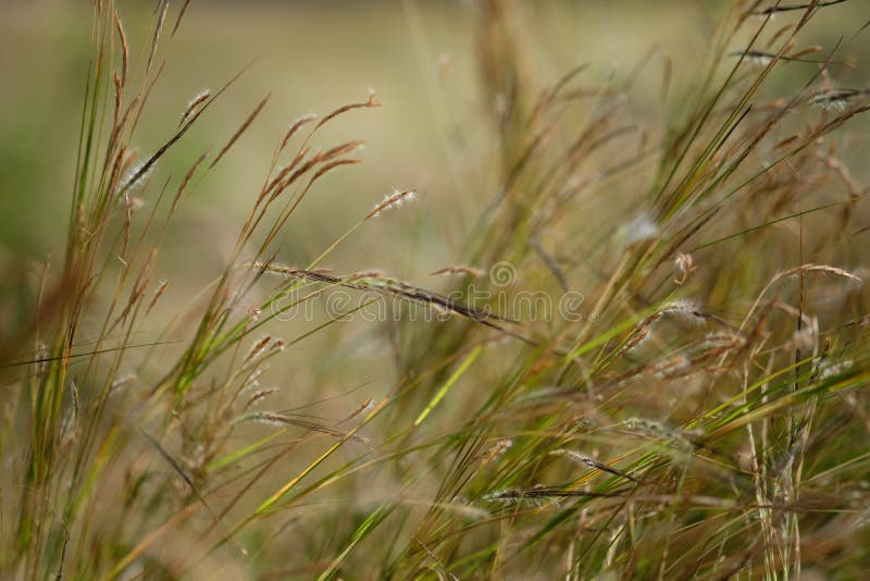 Close Up Small Grass in the Morning Stock Image - Image of small, field ...