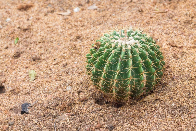 Close Up Small Green Cactus in Desert Garden Stock Photo - Image of ...