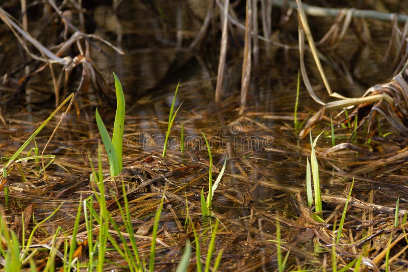 Close-up of a Small Green Grass Growing on the Surface of a Swamp ...