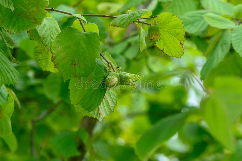 Close-up of the Small, Green Hazelnuts Growing and Maturing on the ...