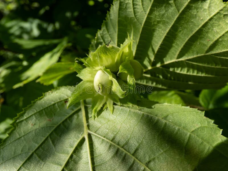 Close-up of the Small, Green Hazelnuts Growing and Maturing on the ...