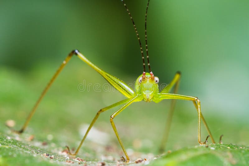 Small Green Leaf Katydid stock image. Image of outdoor - 29908333