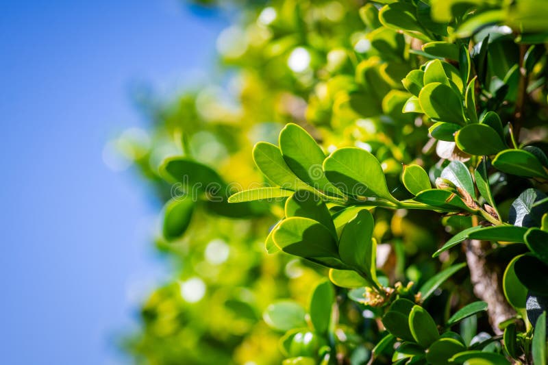 Close Up of Small Green Leafs with Blue Sky in the Background Stock ...