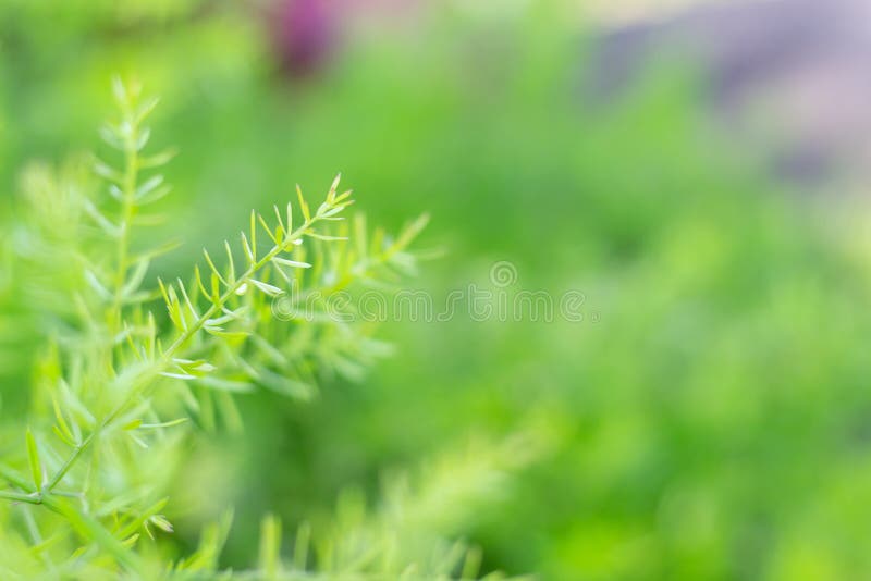 Close Up Small Green Leaves Stock Image - Image of botany, green: 131277755