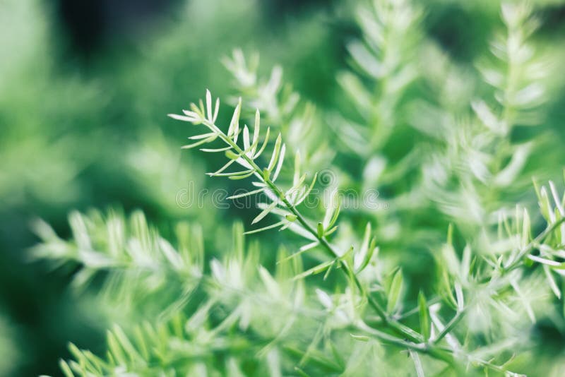 Close Up Small Green Leaves Stock Image - Image of color, growth: 131506397