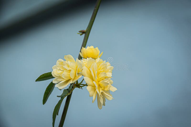 A Close-up of a Small Grouping of Yellow Flowers with the Background ...