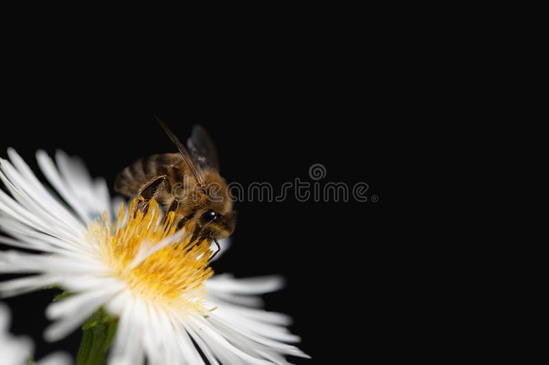 Close-up of a Small Honeybee Searching for Pollen on a White Aster. the ...