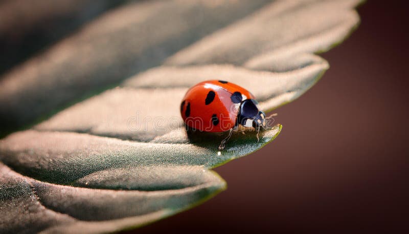 Close Up of a Small Ladybug Stock Image - Image of color, balance ...