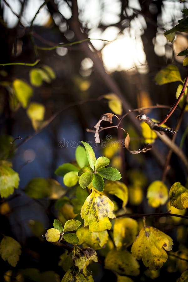 Close Up of Small Leaves on a Tree Branch Stock Image - Image of hand ...