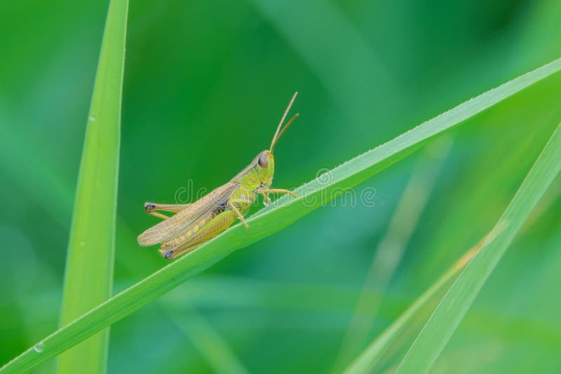Locust stock photo. Image of animals, nature, closeup - 190295608