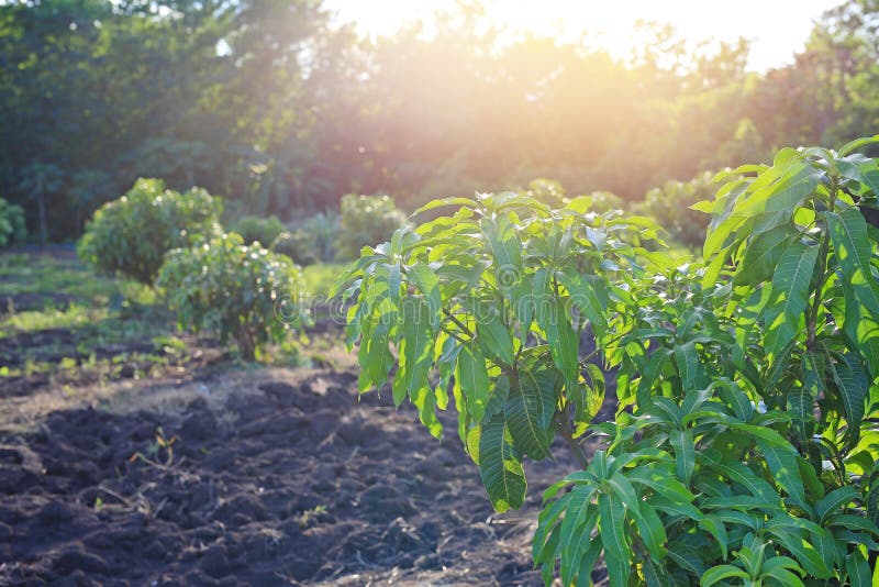 Close Up Small Mango Tree in Valley of Thailand Stock Image - Image of ...