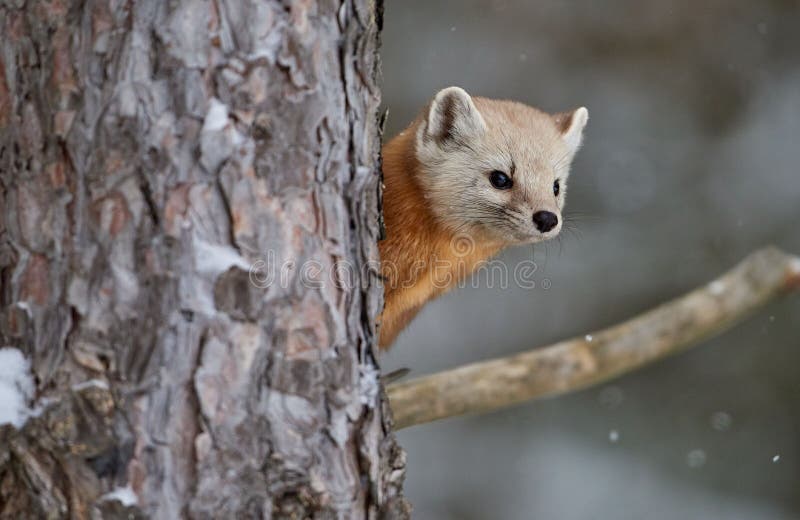 Close-up of a Small Marten on a Tree Stock Photo - Image of mammal ...