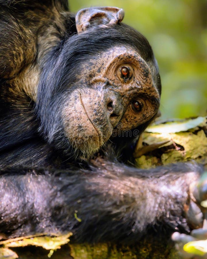 Close Up of a Small Monkey Resting on a Tree Branch Stock Image - Image ...