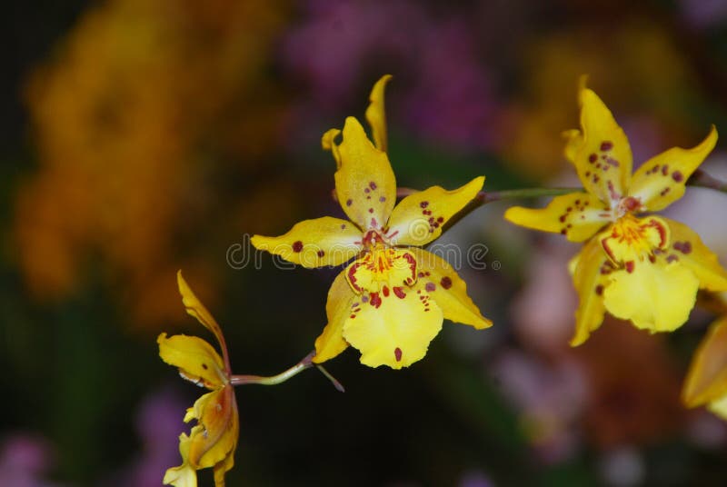 A Small Number of Yellow Orchids Stock Photo - Image of decorative ...