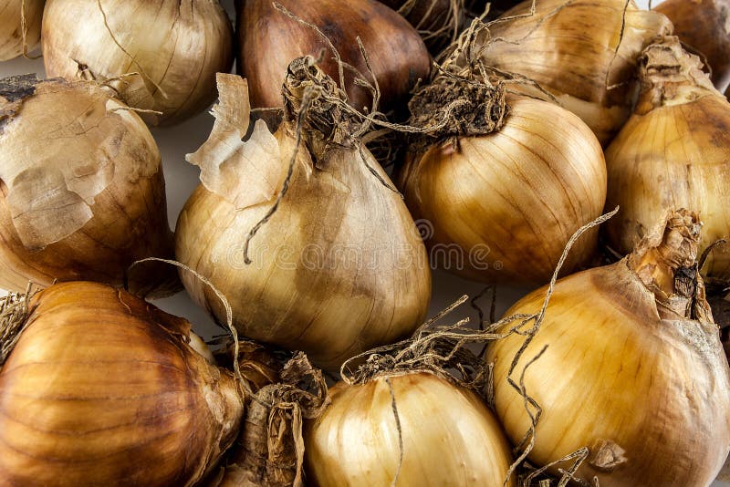 Close up of small onions stock image. Image of vegetable - 58979219