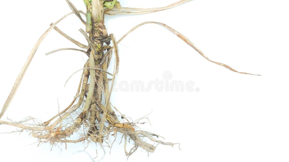 294 Pandan Root Stock Photos - Free & Royalty-Free Stock Photos from ...