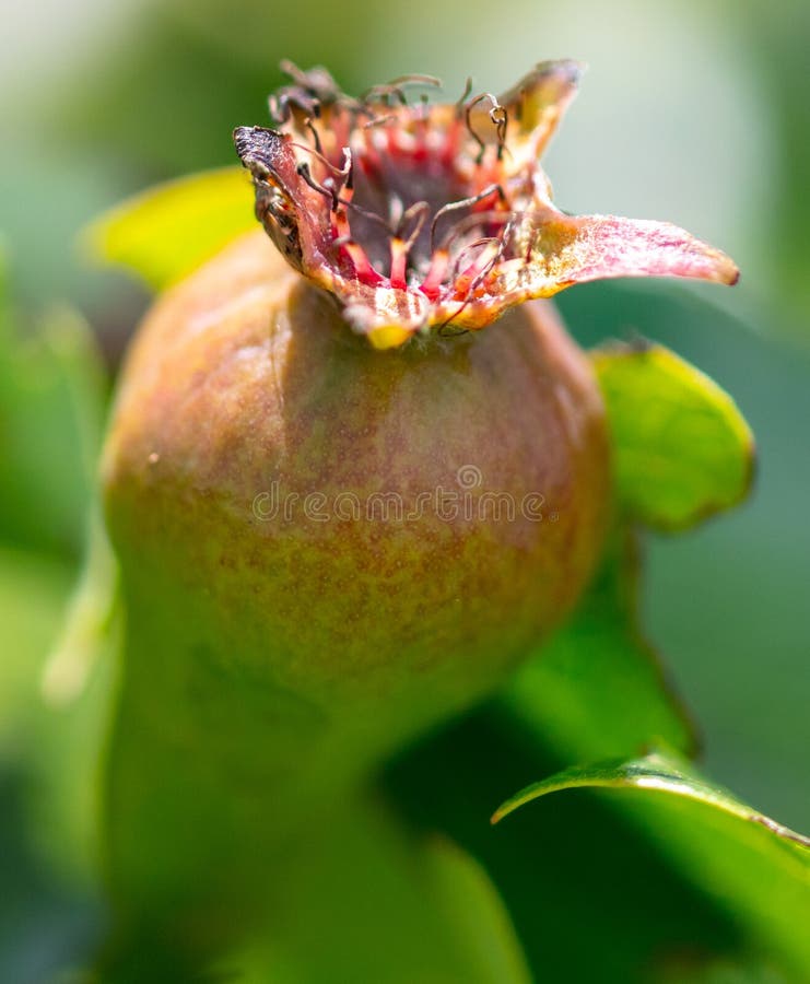 Close-up of a Small Pear on the Tree. Stock Photo - Image of early ...