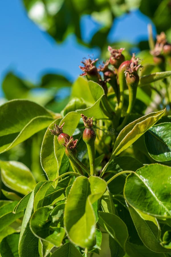Close-up of Small Pears Growing on Pear Tree Fruit Tree. Stock Photo ...