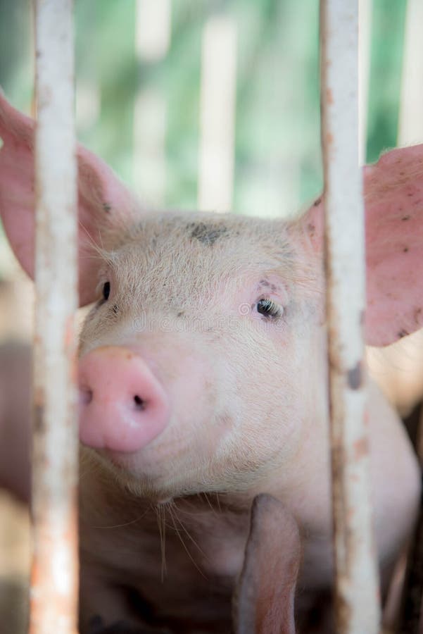 Pig Fram Stock Photos - Free & Royalty-Free Stock Photos from Dreamstime