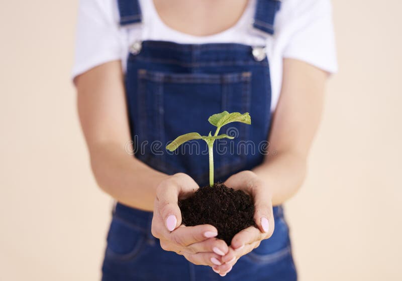 Close Up of Small Plant in Hands Stock Image - Image of ...