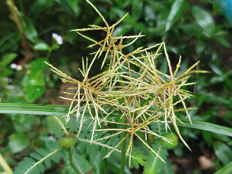 A Close-up of a Small Plant with a Unique Flower Structure. Stock Photo ...