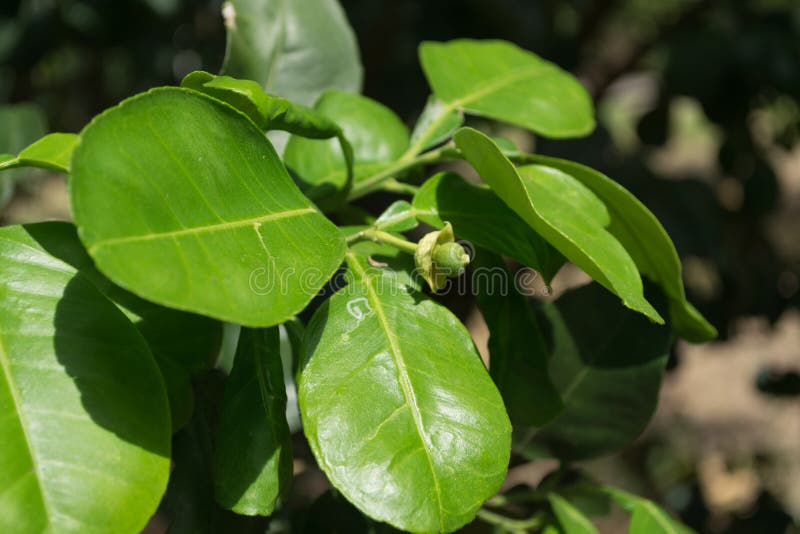 Small Pomelo Plants for Sale at Greenhouse Stock Photo - Image of ...