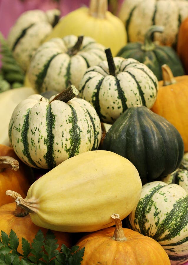The small pumpkin (2) stock image. Image of ripe, vegetable - 61288555