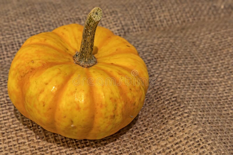 Small Pumpkins on Wicker Fabric Stock Photo - Image of bright ...