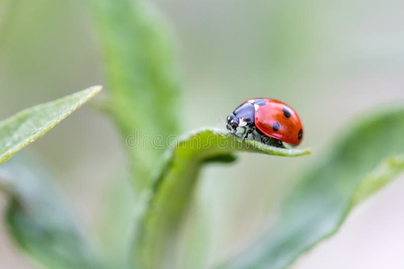 A Close Up of a Small Red and Black Ladybug with Black Spots or ...