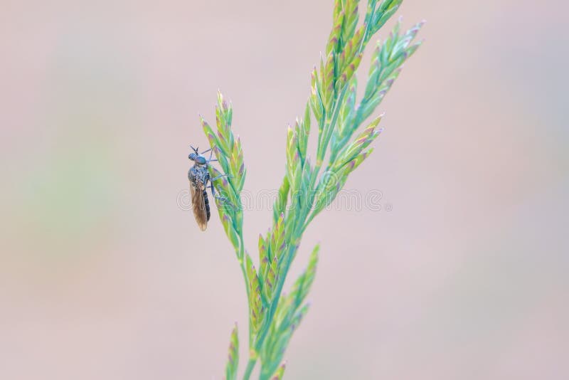 Small robber fly stock photo. Image of asilidae, flies - 242658540