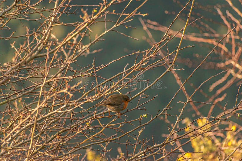 1,179 Bird Winter Branch Vertical Stock Photos - Free & Royalty-Free ...