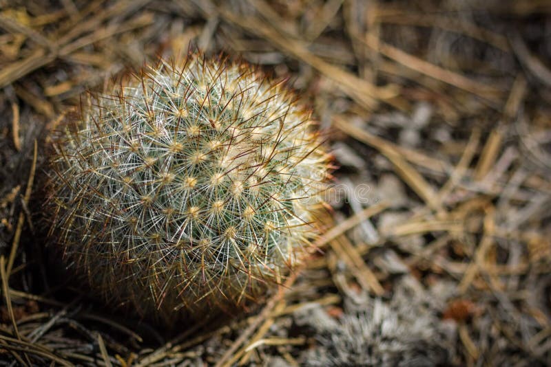 Close Up Of Round Cactus Covered With Sharp Spines Stock Photo - Image ...