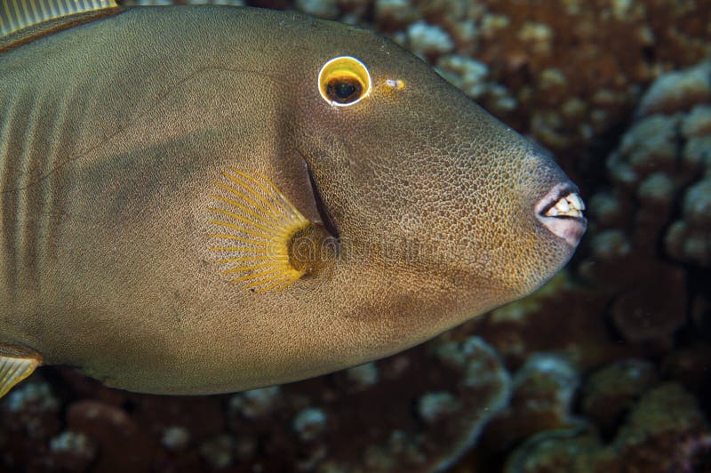 Small Scale Trigger Fish stock photo. Image of hawaii - 167449706