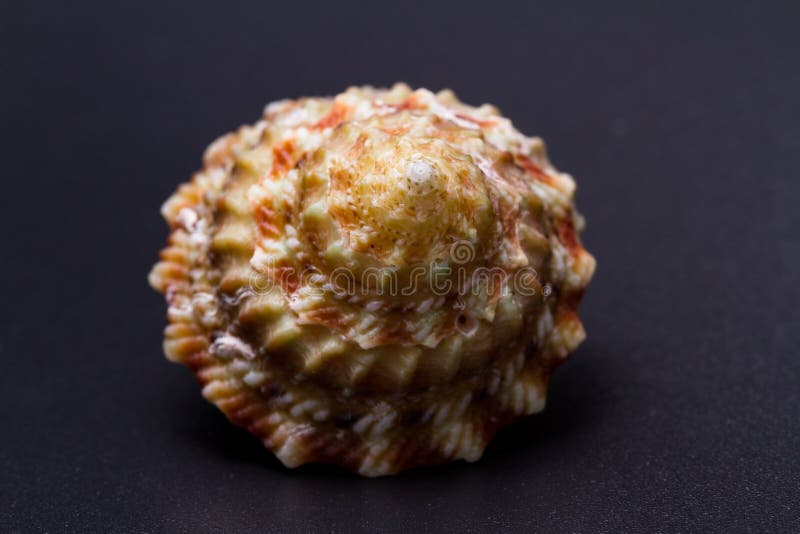 Beautiful Patterns in a Shell Stock Photo - Image of object, black ...