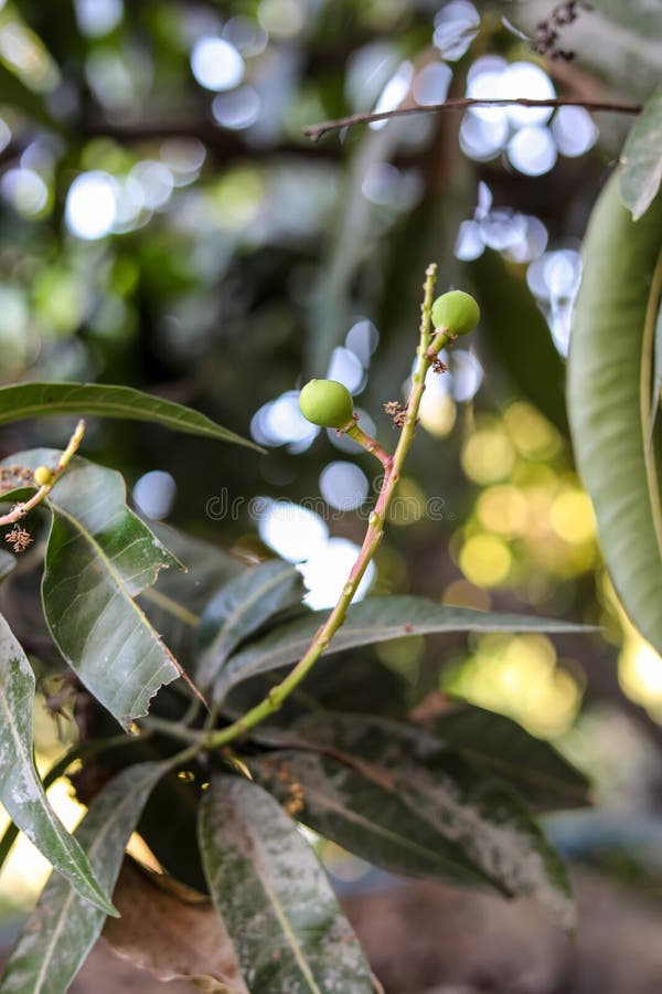 Close Up of Small Size Mango Fruit on a Mango Tree Stock Image - Image ...