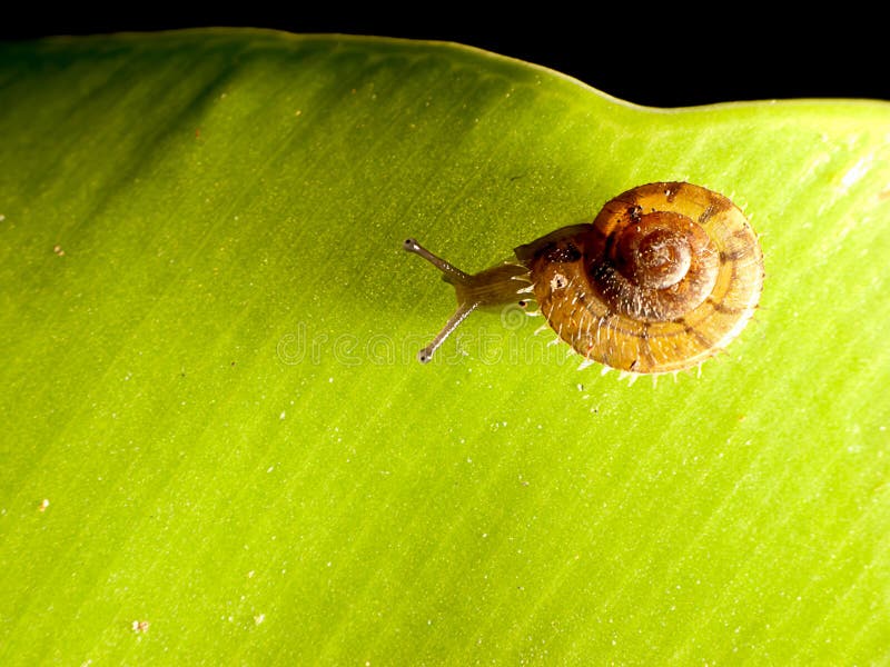 Close Up Small Snail on Green Leaf in the Garden Stock Image - Image of ...