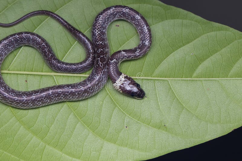Close-up of Small Snake on Green Leaf Stock Image - Image of digital ...