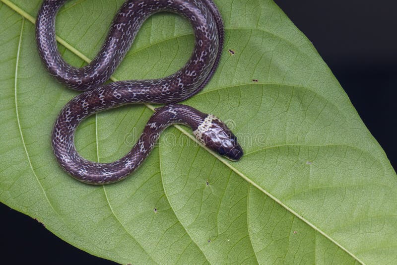 Close-up of Small Snake on Green Leaf Stock Photo - Image of asia ...