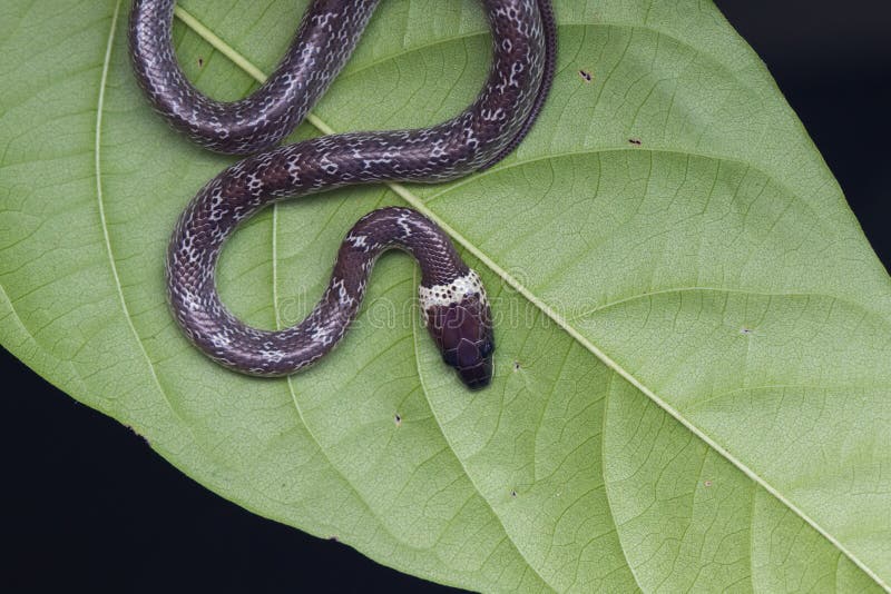 Close-up of Small Snake on Green Leaf Stock Image - Image of butleri ...