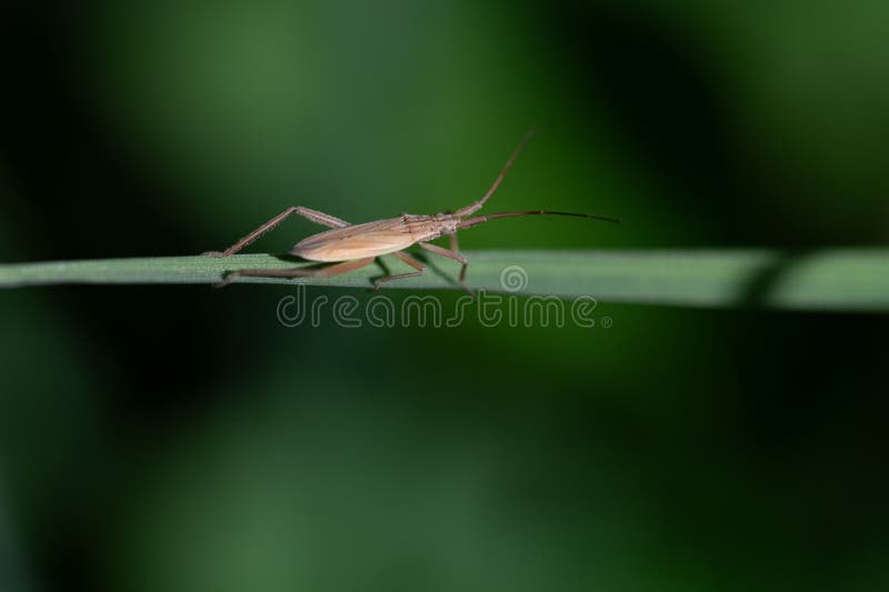 Close-up of a Small Soft Bug Balancing on a Green Long Blade of Grass ...