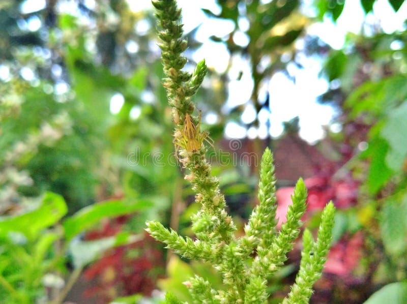 Close Up of Small Spider on Plant Stock Image - Image of wildlife, park ...