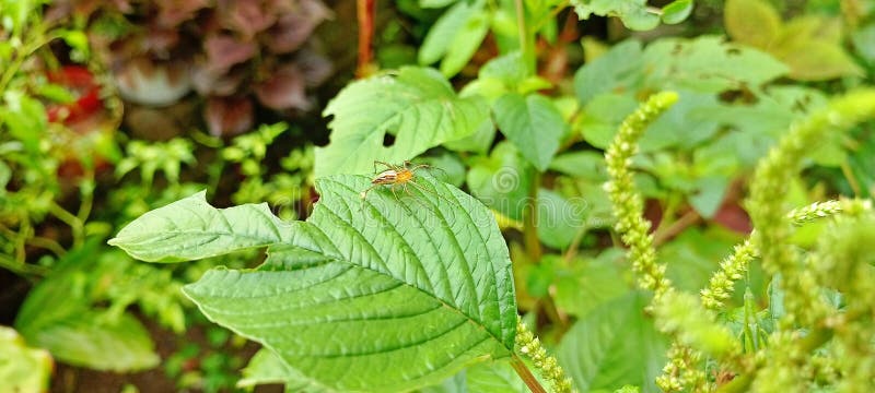 Close Up of Small Spider on Spinach Leaf Stock Photo - Image of earth ...