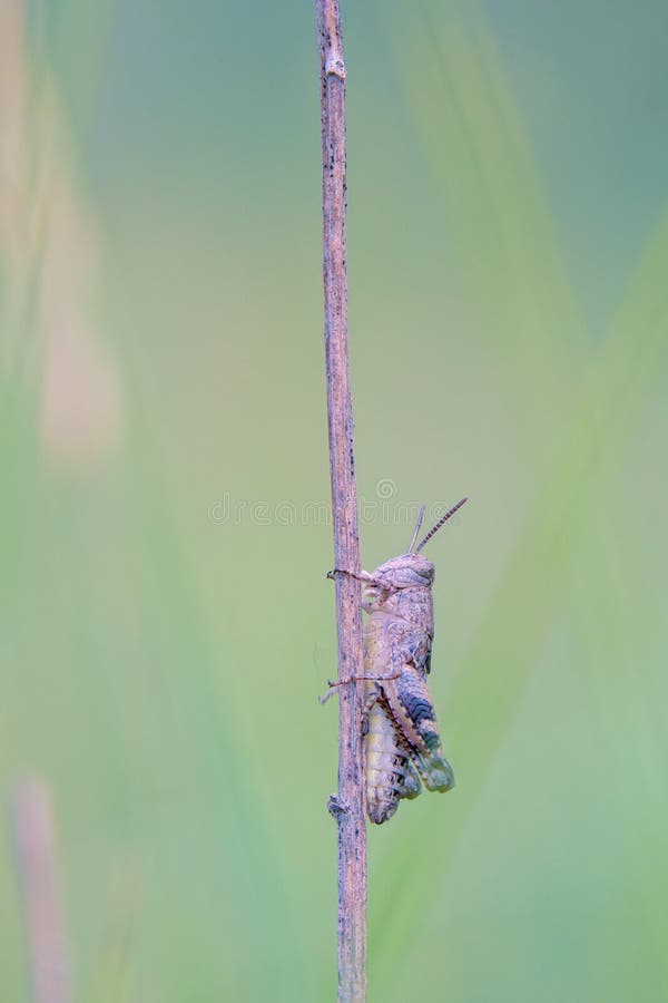 Locust stock photo. Image of brown, wildlife, closeup - 189993532