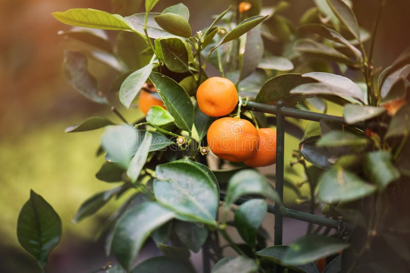 Close Up of Small Tangerine Tree with Orange Fruits. Stock Photo ...