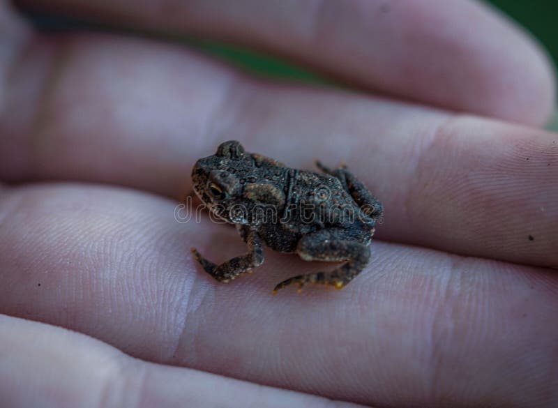 Close-up of a Small Toad Resting on a Person S Hand Showcasing the ...