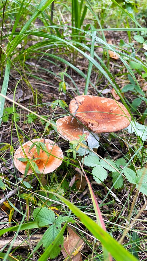 Close-up of Small Toadstool Mushrooms in the Forest Stock Image - Image ...