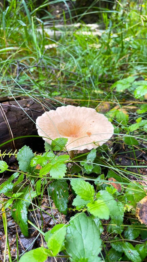 Close-up of Small Toadstool Mushrooms in the Forest Stock Photo - Image ...
