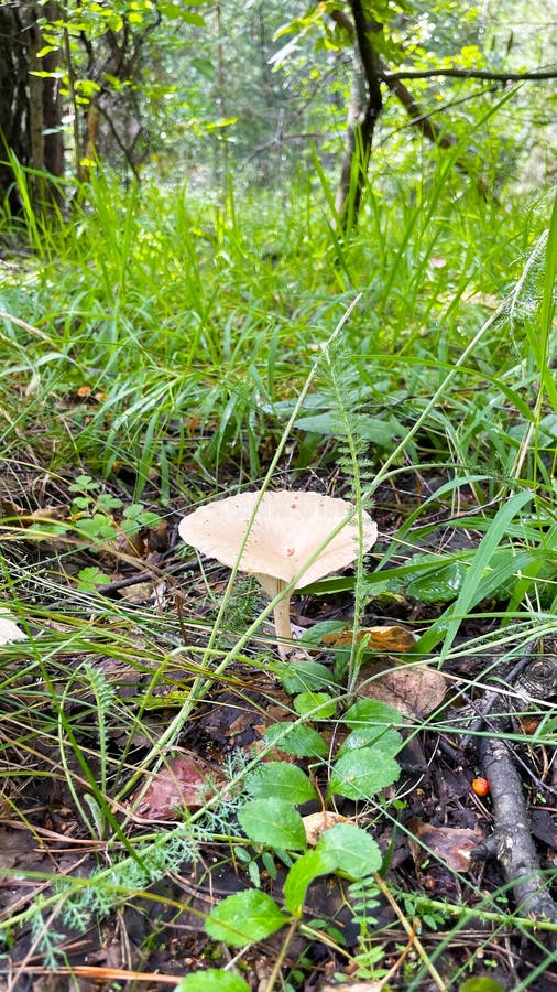 Close-up of Small Toadstool Mushrooms in the Forest Stock Photo - Image ...