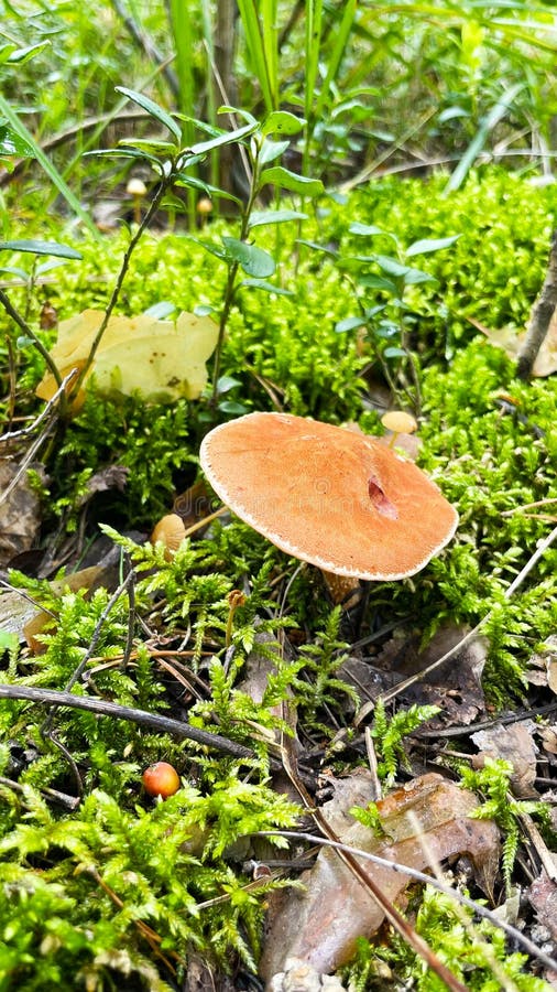 Close-up of Small Toadstool Mushrooms in the Forest Stock Photo - Image ...