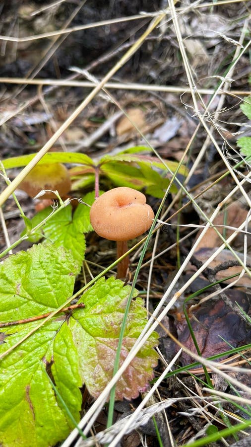 Close-up of Small Toadstool Mushrooms in the Forest Stock Image - Image ...